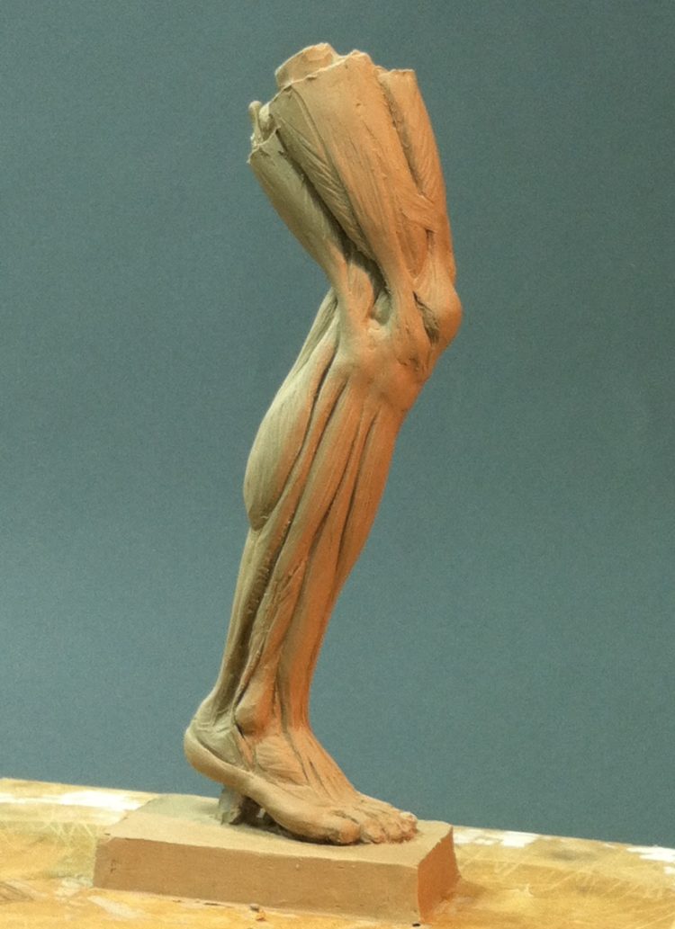 ecorche+of+leg.JPG - Sutton Betti